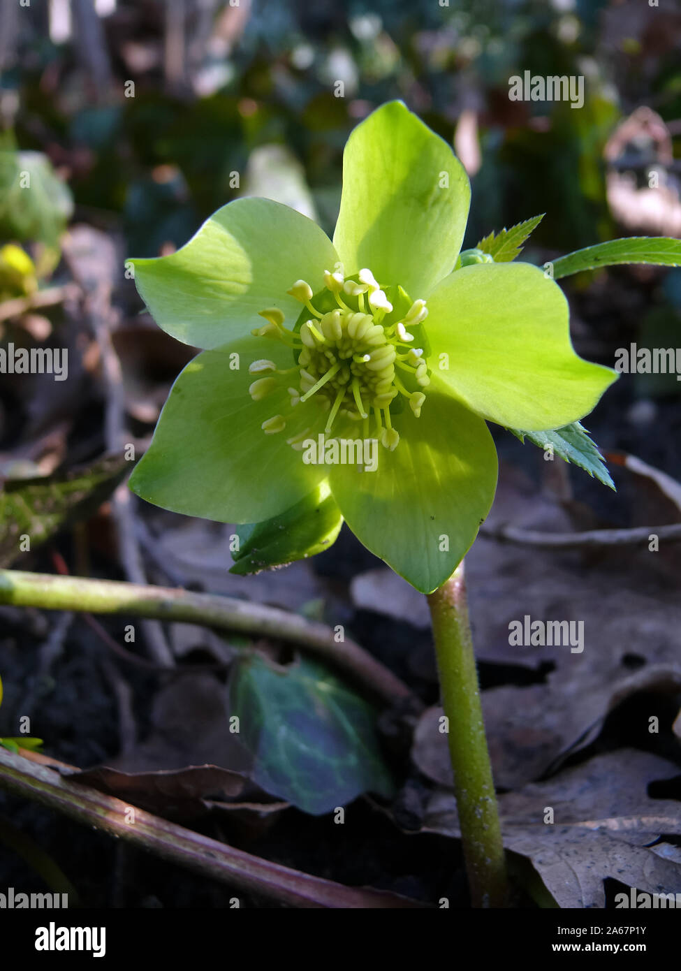 Hellebore, Nieswurz, Helleborus, hunyor Stock Photo - Alamy