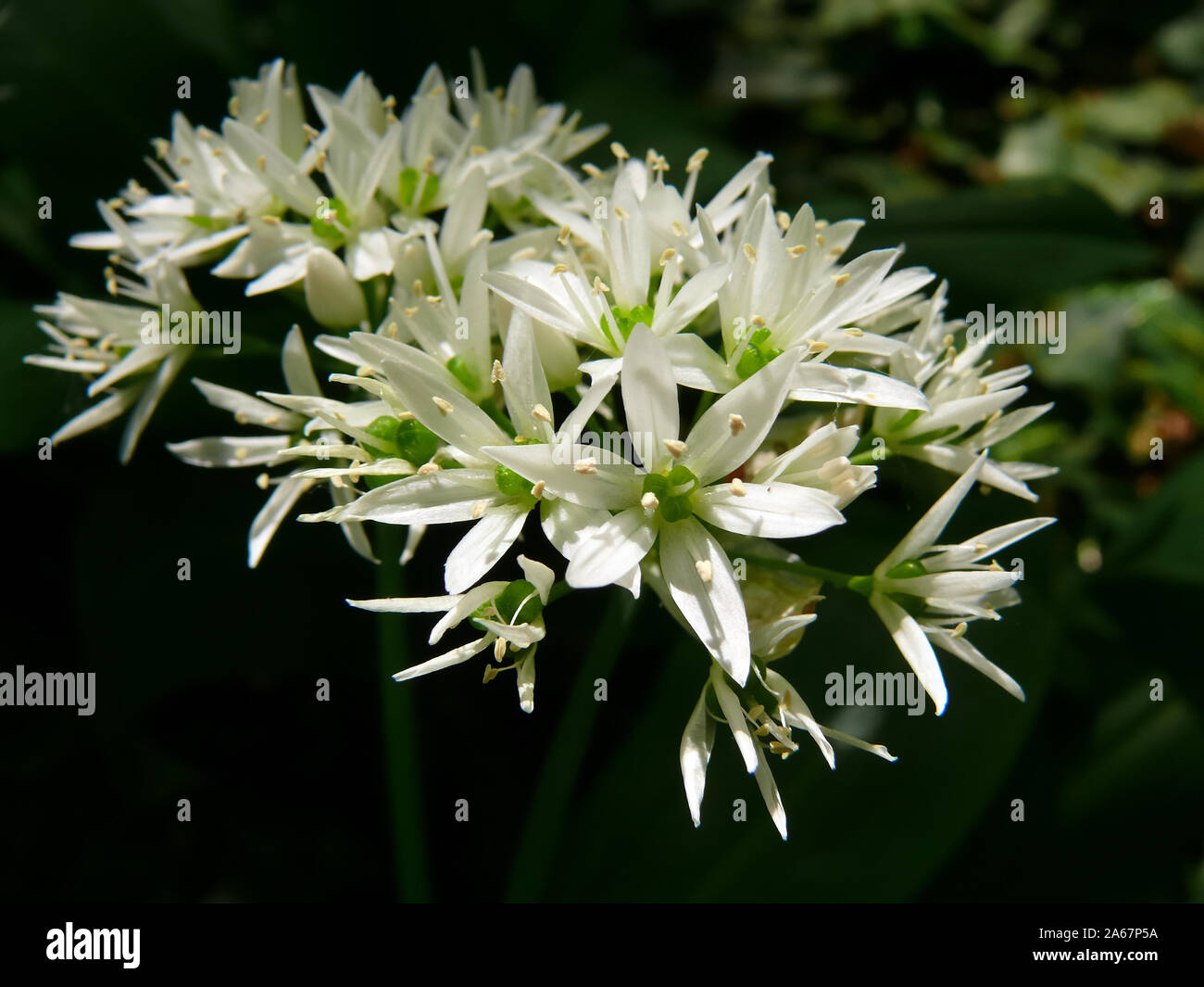 wild garlic, ramsons, buckrams, broad-leaved garlic, wood garlic, bear ...