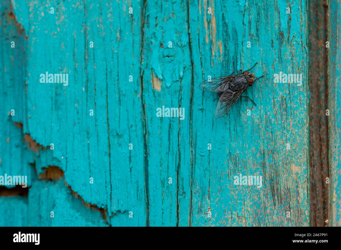 Housefly hi-res stock photography and images - Alamy
