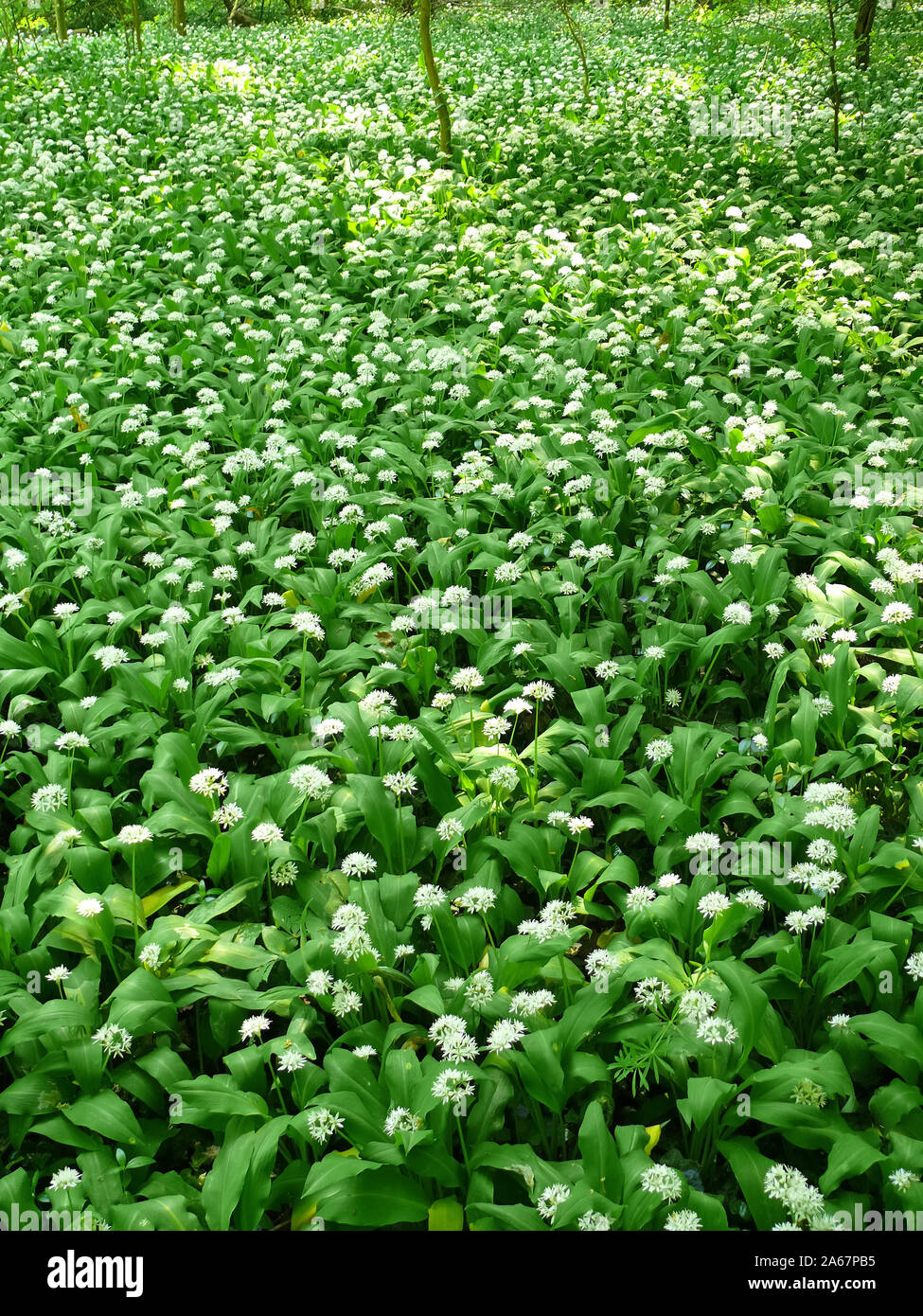 wild garlic, ramsons, buckrams, broad-leaved garlic, wood garlic, bear ...