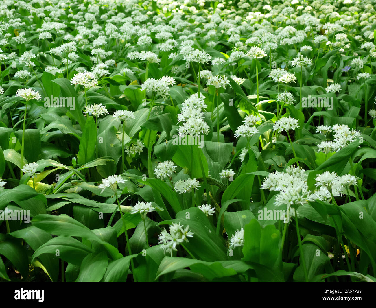 wild garlic, ramsons, buckrams, broad-leaved garlic, wood garlic, bear ...