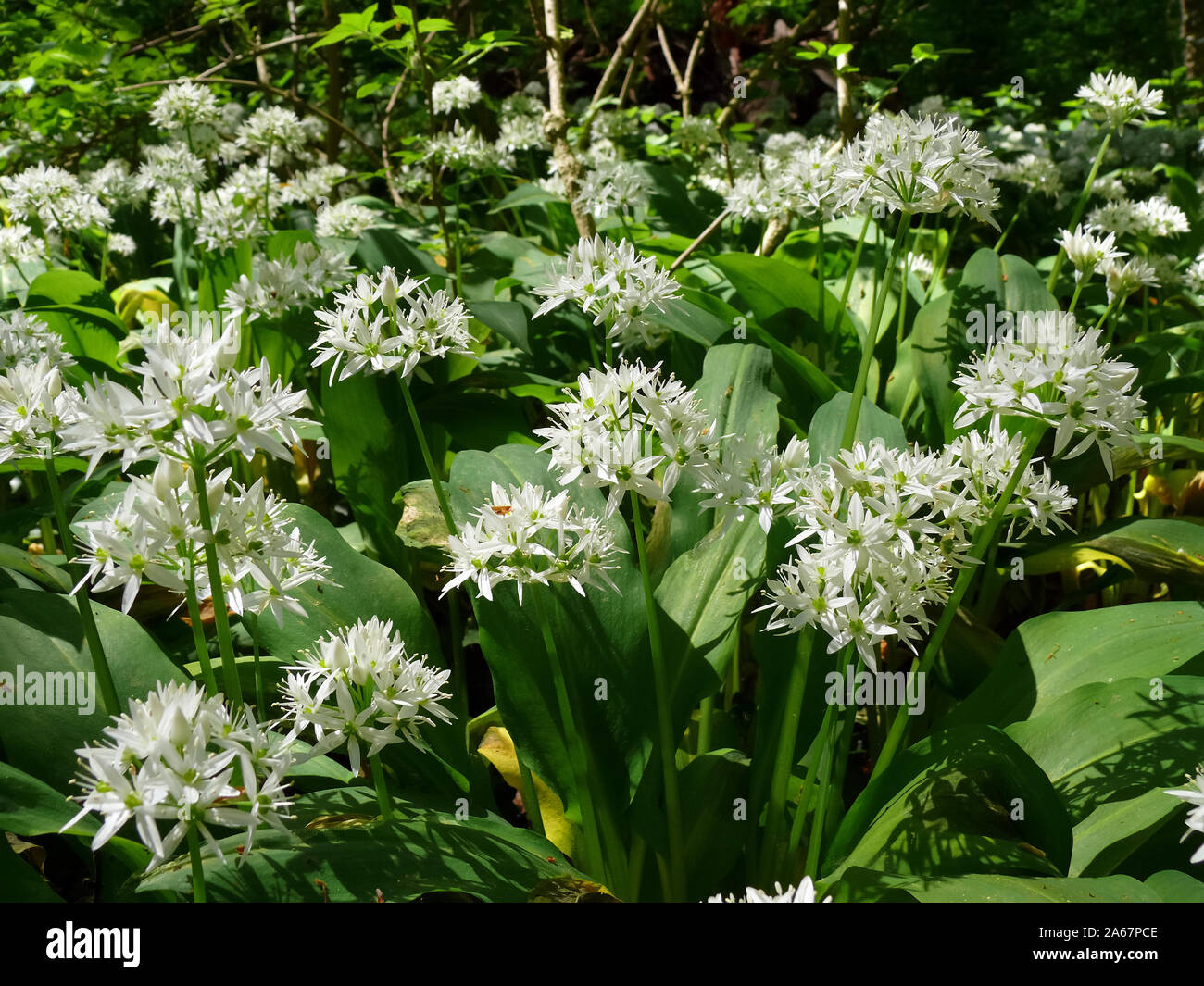 wild garlic, ramsons, buckrams, broad-leaved garlic, wood garlic, bear ...