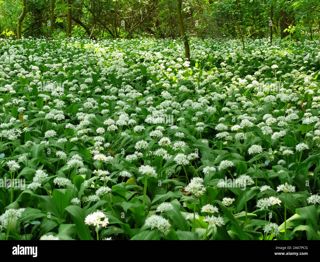 wild garlic, ramsons, buckrams, broad-leaved garlic, wood garlic, bear ...