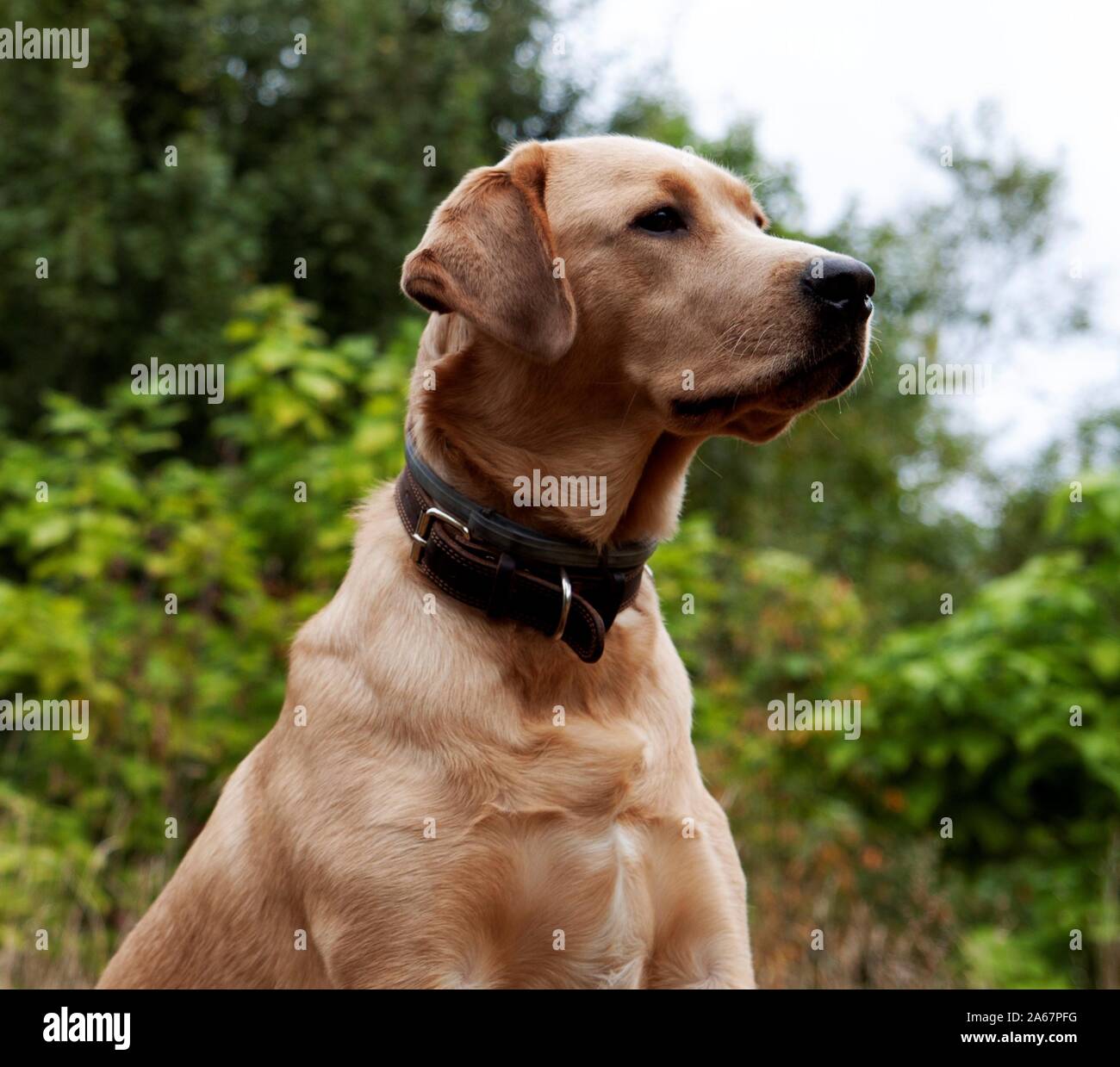 Golden lab dog sitting hi-res stock photography and images - Alamy