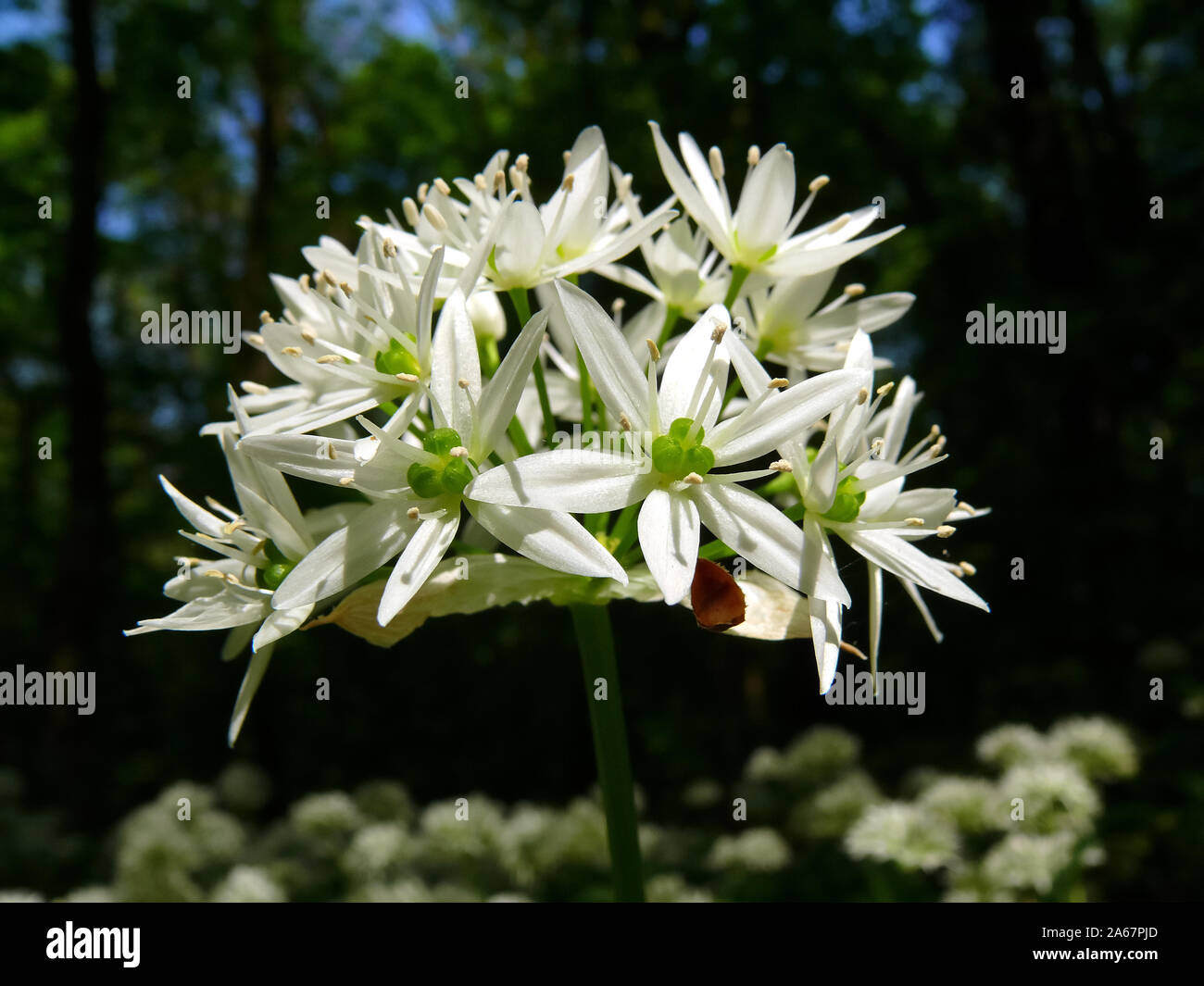 wild garlic, ramsons, buckrams, broad-leaved garlic, wood garlic, bear ...