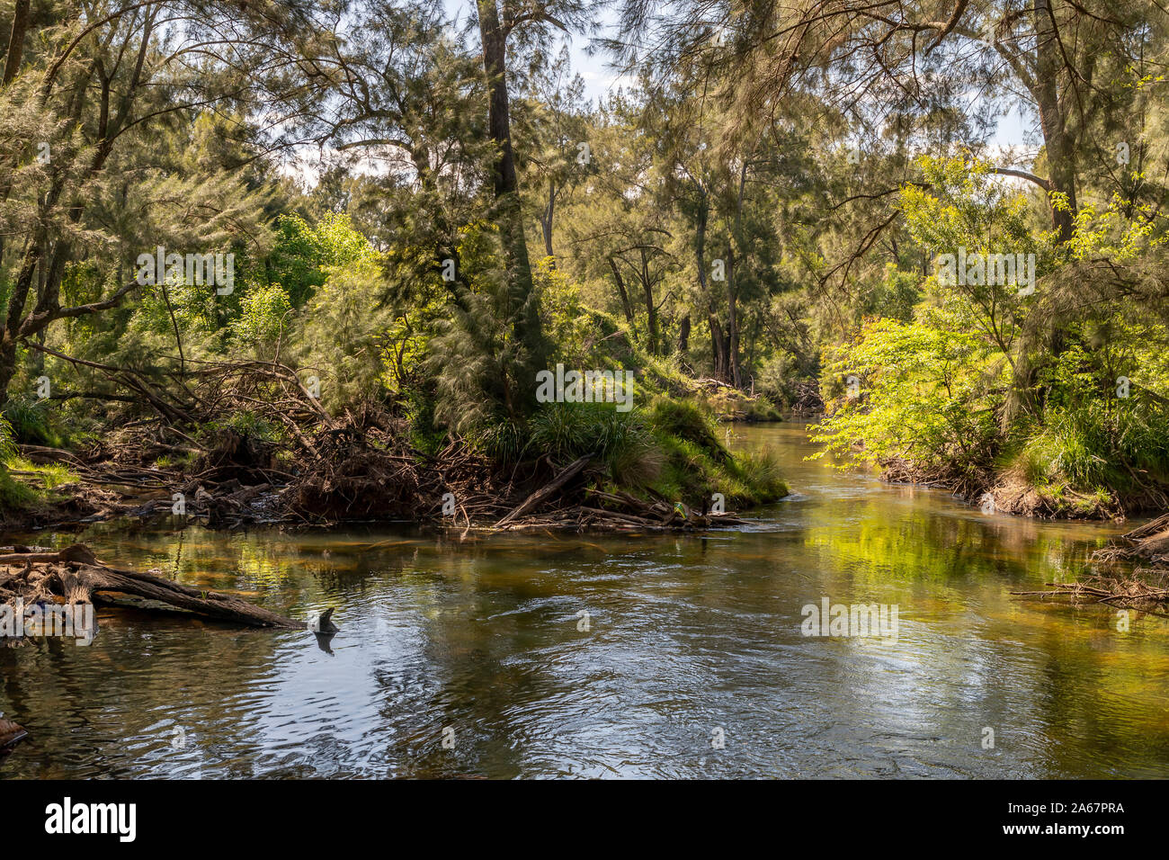 A creek running through a forest of green trees in the sunshine Stock ...