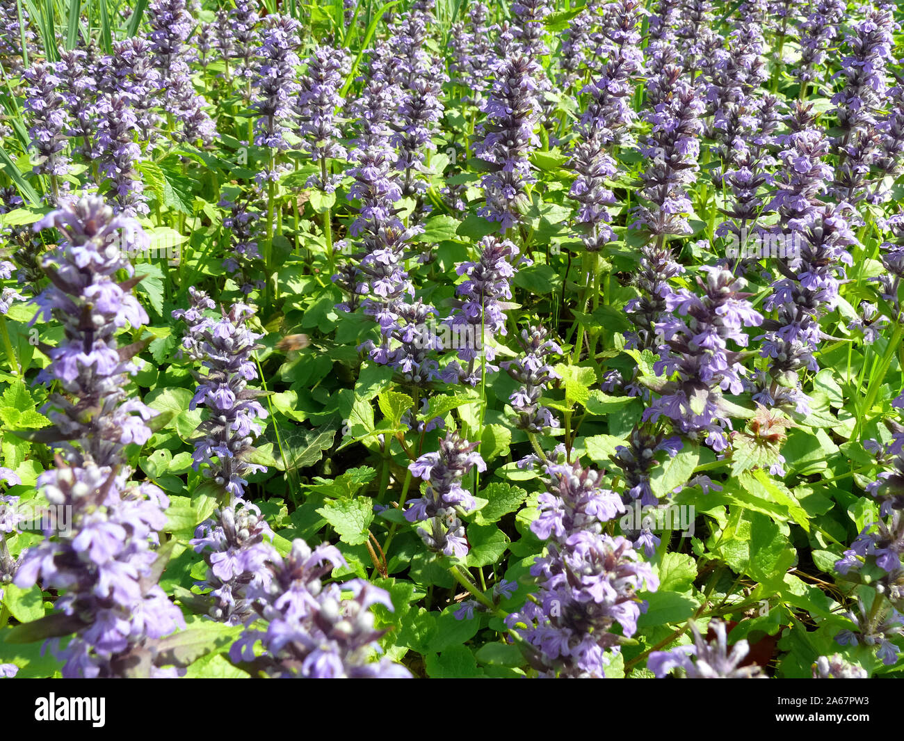 bugle, blue bugle, bugleherb, bugleweed, carpetweed, carpet bugleweed ...