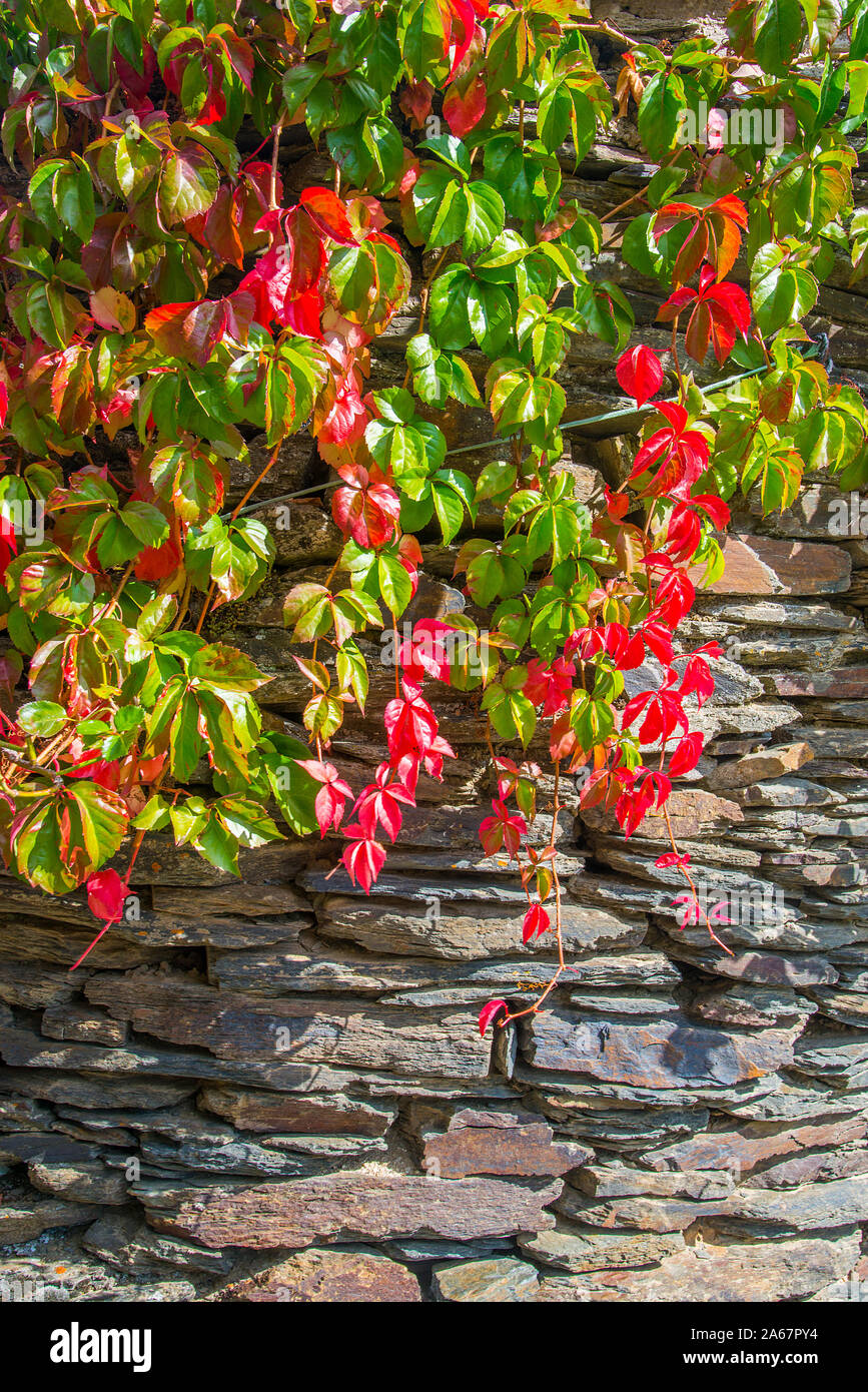 Autumn ivy on stone hi-res stock photography and images - Alamy
