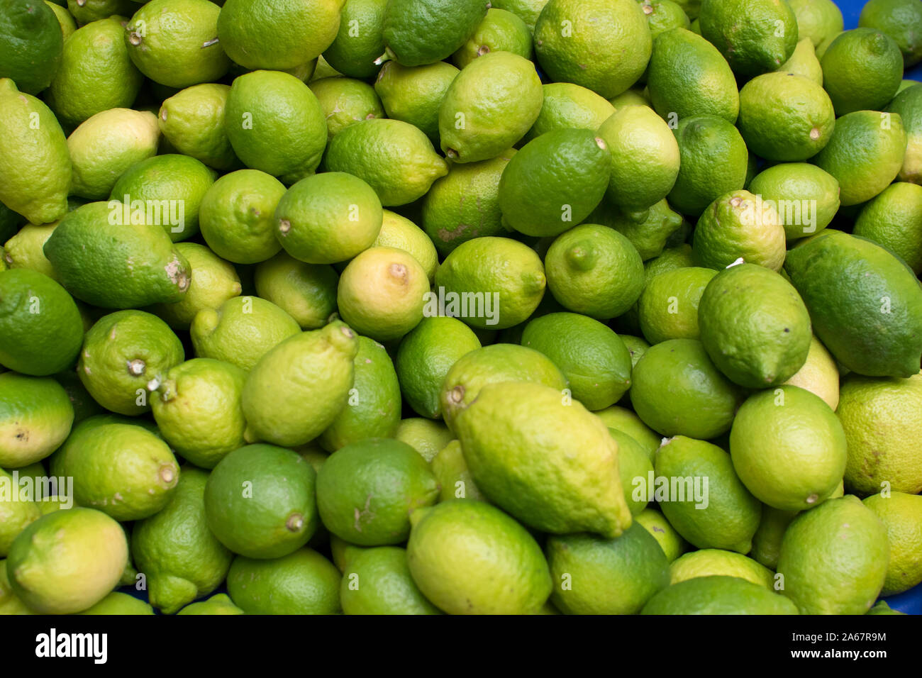 green lemons are on the market stall, selling citrus fruits, harvesting ...
