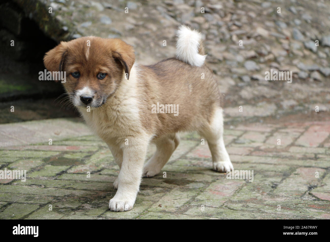 Dogs puppy in Nepal Cute Stock Photo - Alamy