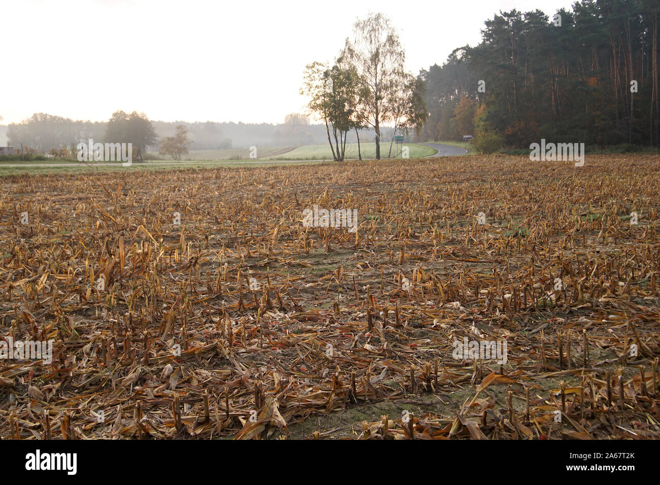 Corn field in fog and sunrise hi-res stock photography and images - Alamy