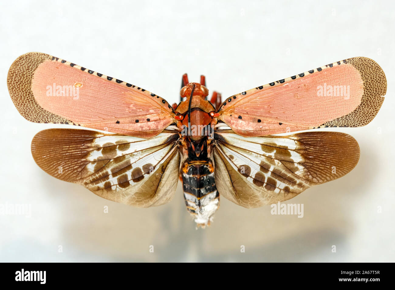 Lantern Bug (Kalidasa nigromaculata). Kalidasa is a genus of bugs in ...
