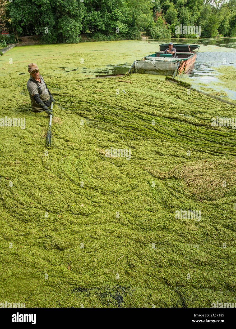 Specialist water management operators clearing the toxic algae from ...