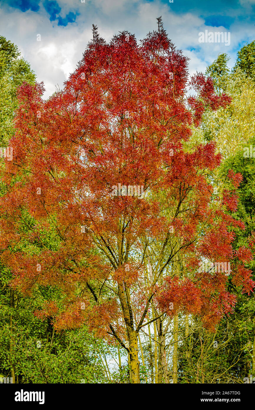 Tree with red leaves in the forest with trees with green leaves in the ...