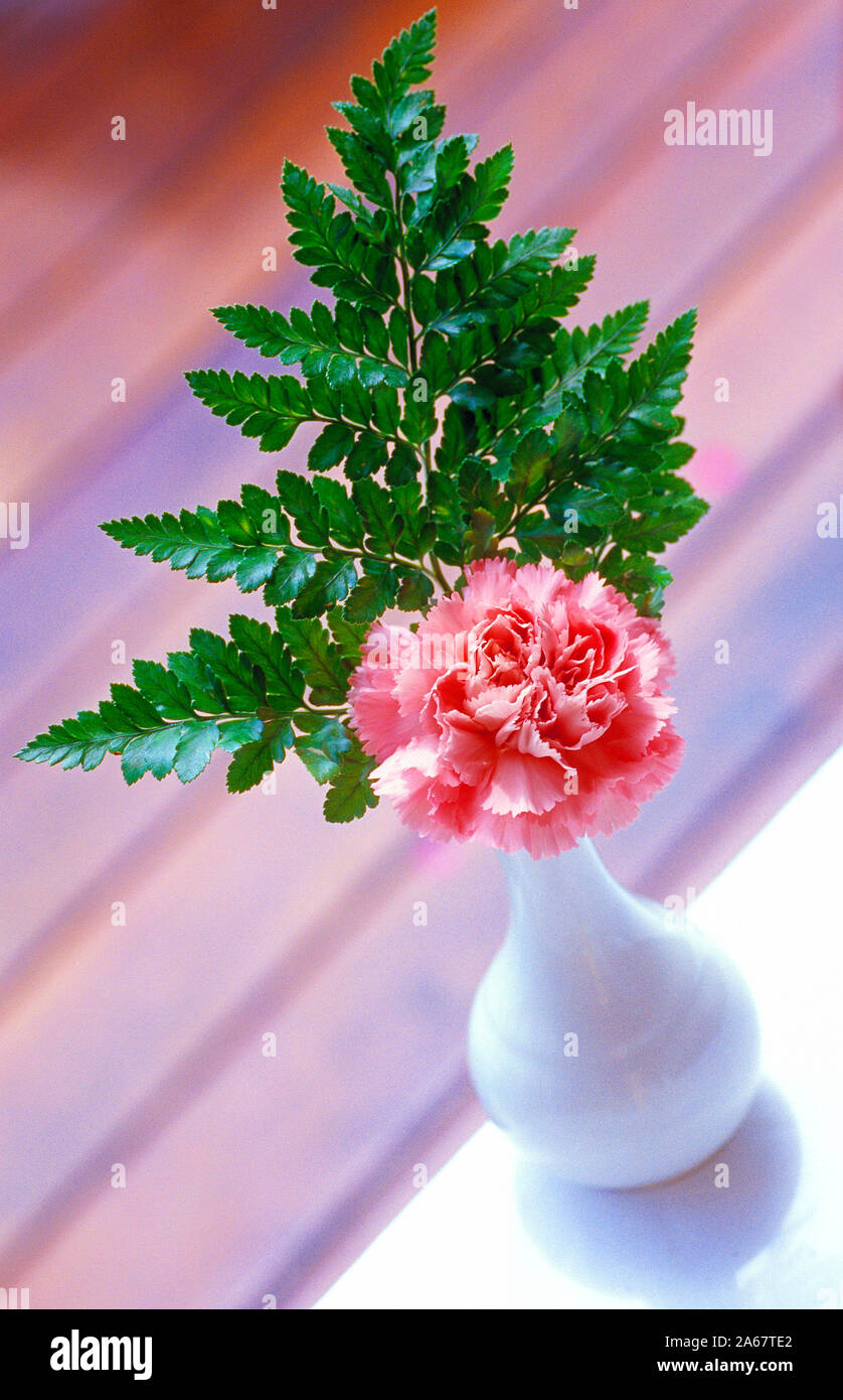 Still life. Cut pink Carnation flower in a vase Stock Photo - Alamy