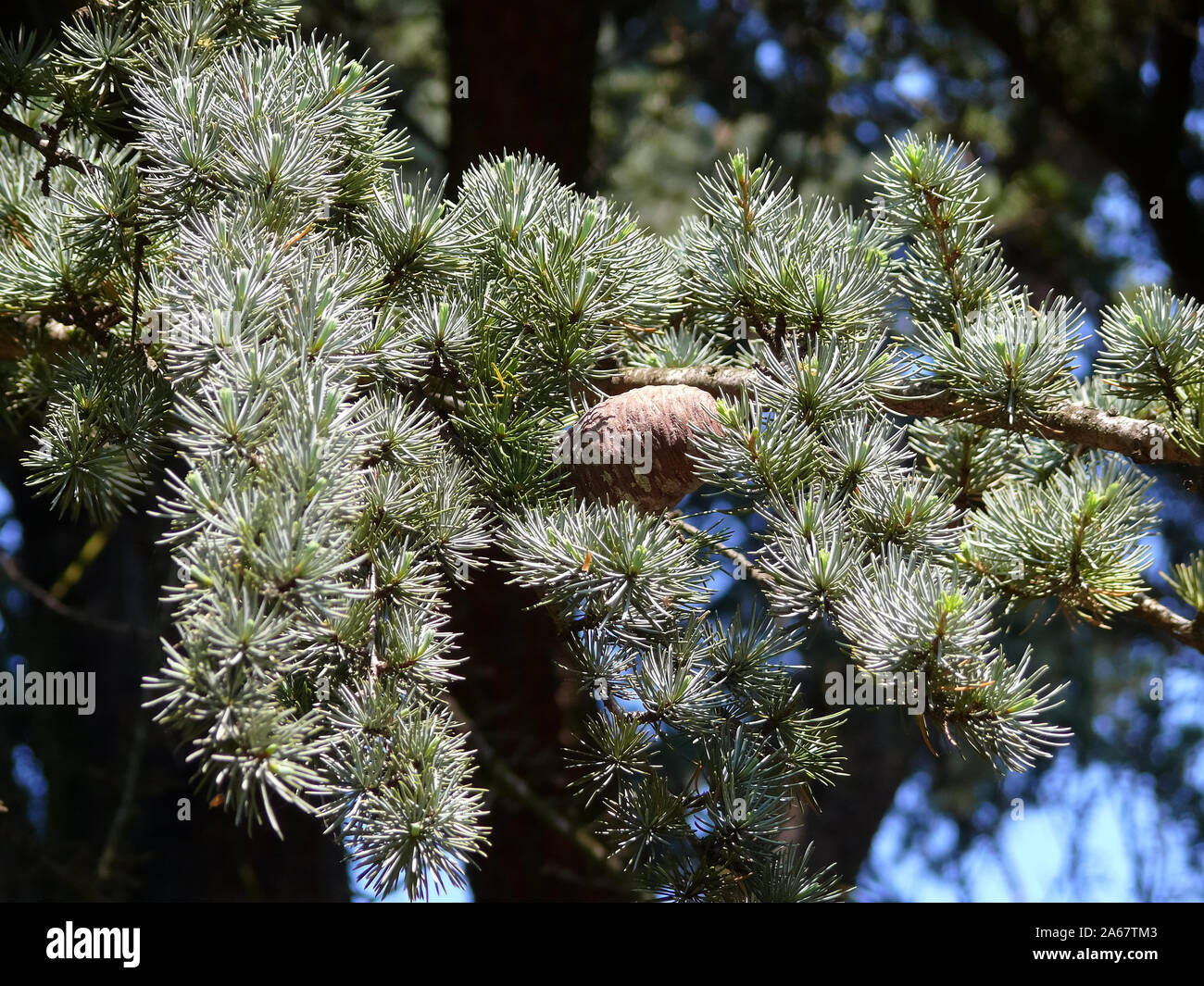 Atlas cedar, Atlas-Zeder, Cedrus atlantica, atlaszcédrus Stock Photo ...