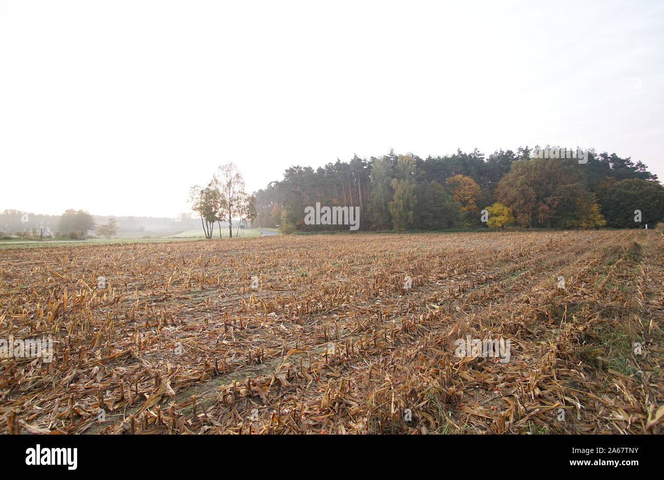 Field plowed corn hi-res stock photography and images - Alamy