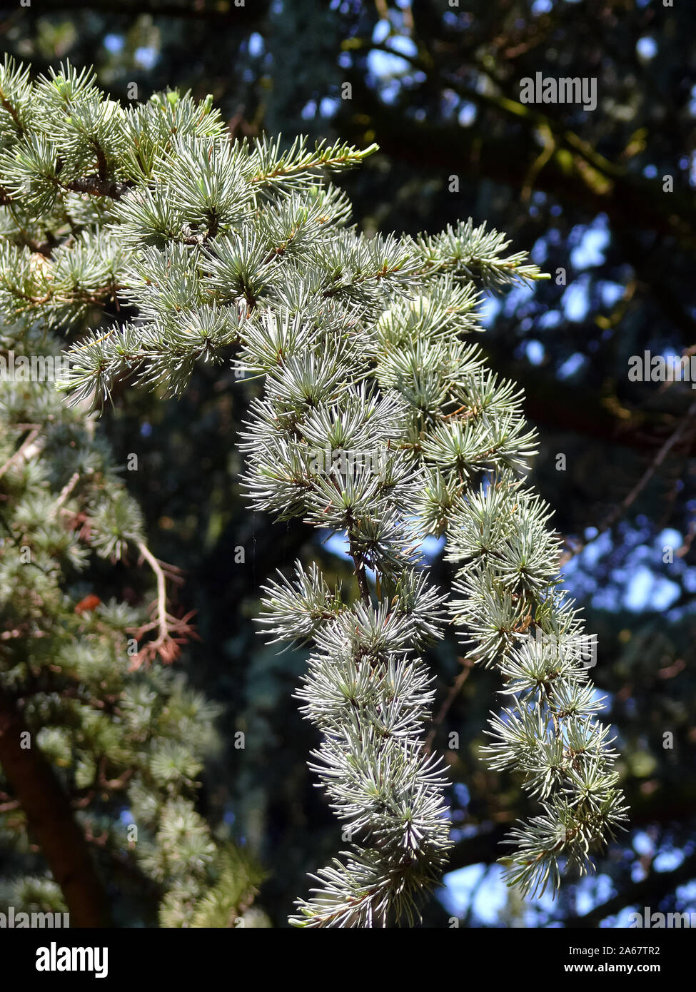 Atlas zeder hi-res stock photography and images - Alamy