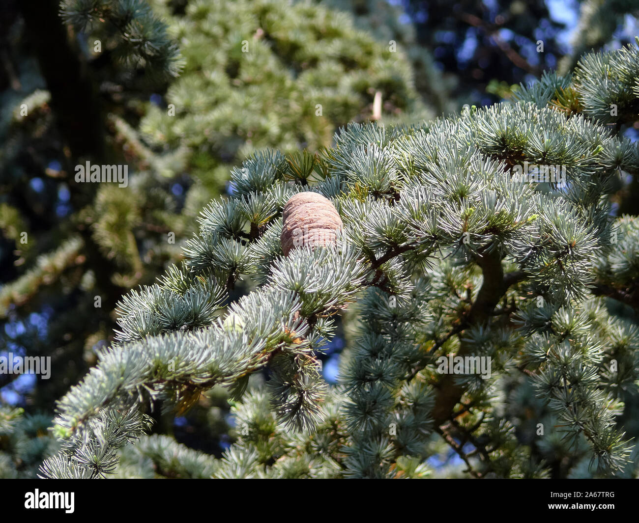 Atlas cedar, Atlas-Zeder, Cedrus atlantica, atlaszcédrus Stock Photo ...