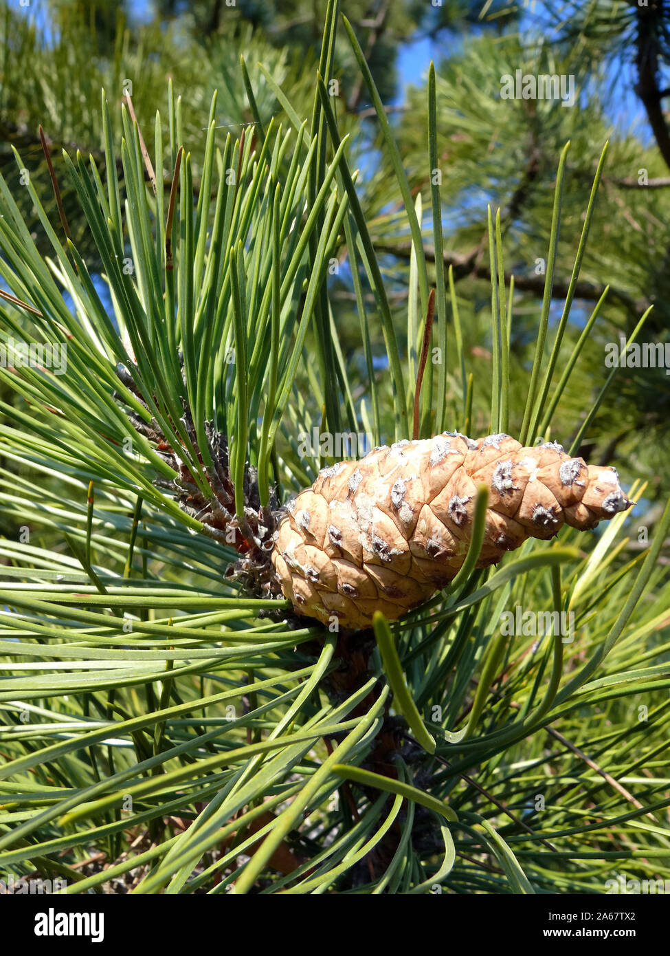 Scots pine, Waldkiefer, Pinus sylvestris, erdeifenyő Stock Photo - Alamy