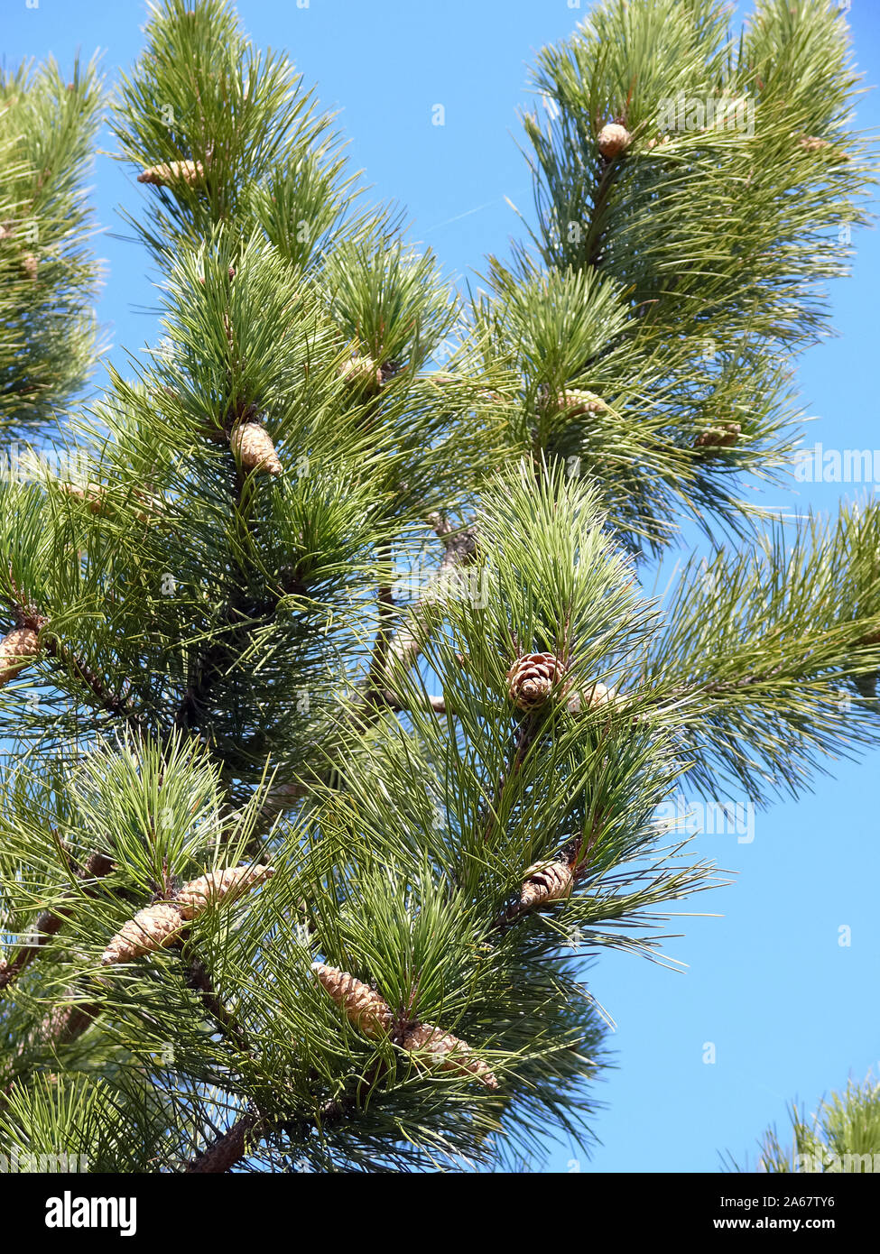 Scots pine, Waldkiefer, Pinus sylvestris, erdeifenyő Stock Photo - Alamy