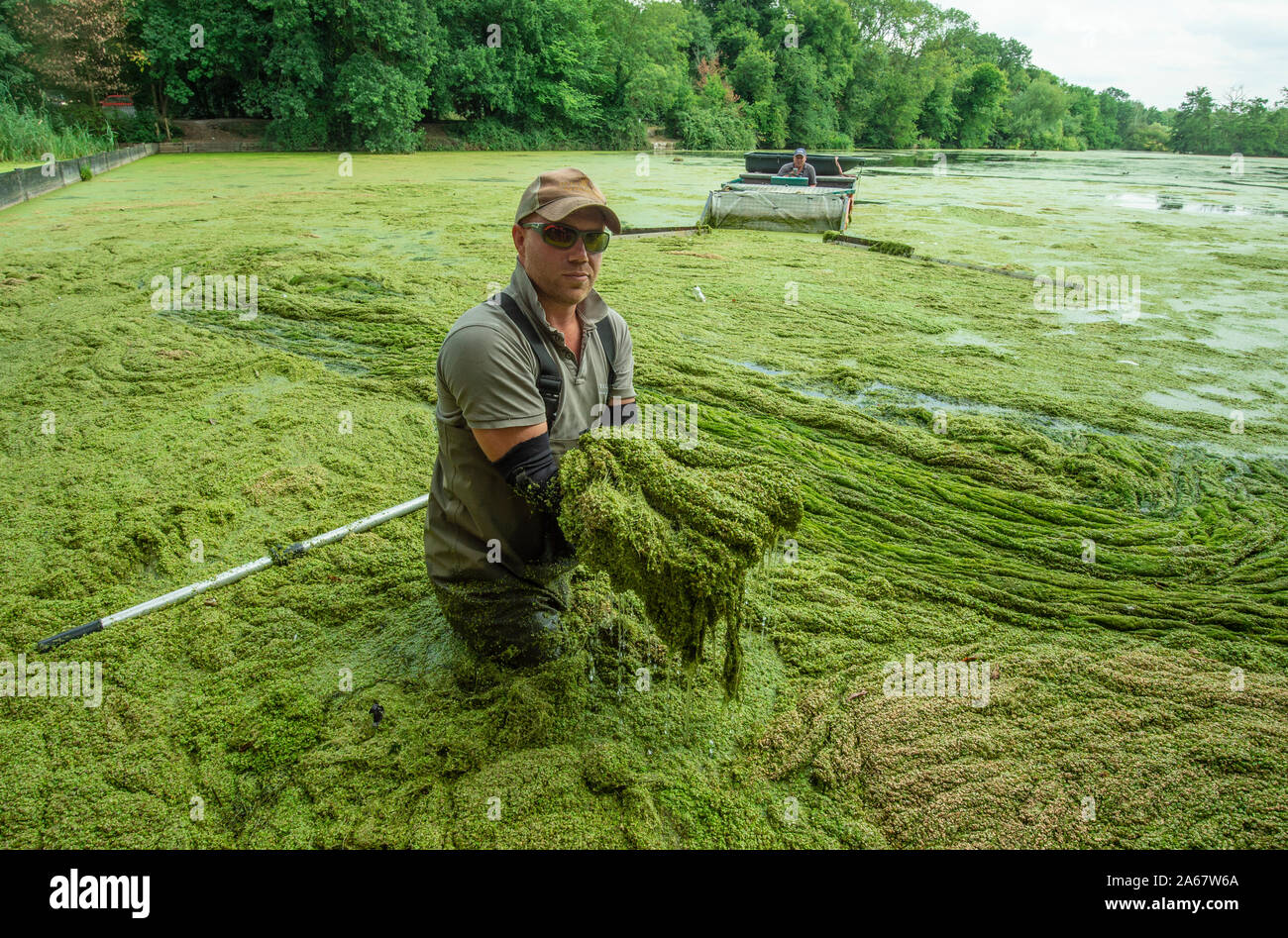 Specialist water management operators clearing the toxic algae from ...
