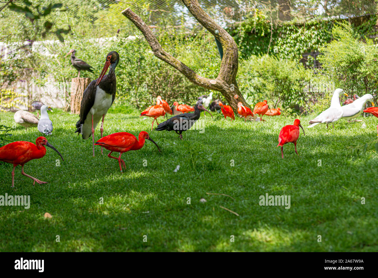 Exotic birds walking freely on path through local zoo. Aviary Stock ...