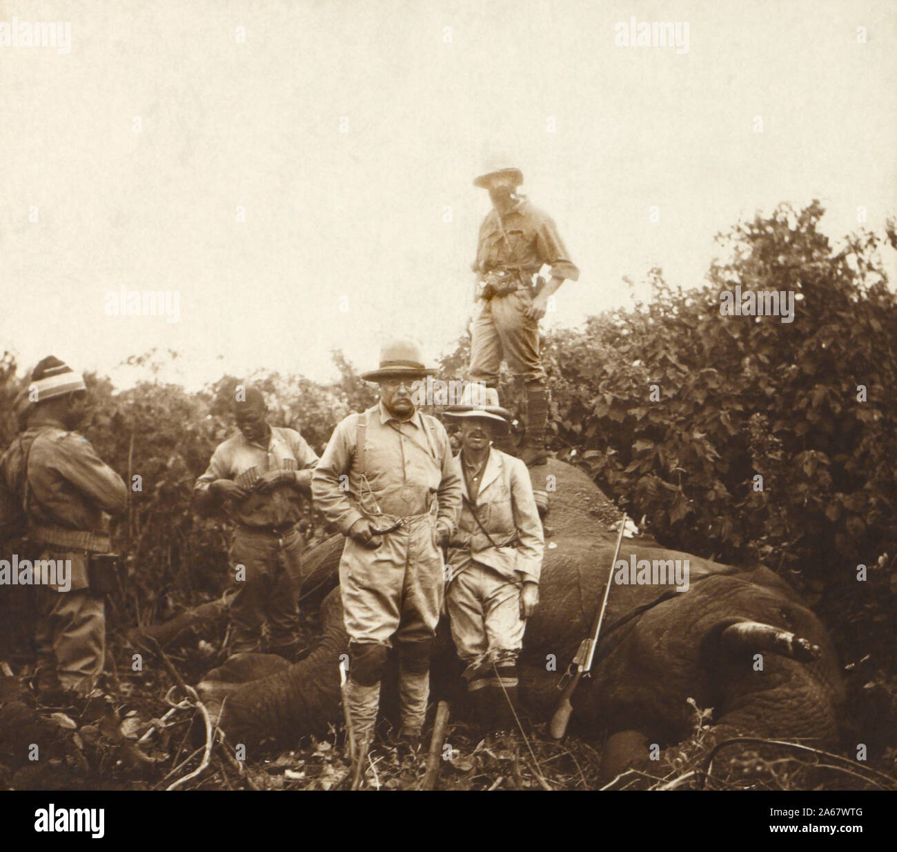 Former U.S. President Theodore Roosevelt with Bull Elephant he Shot ...