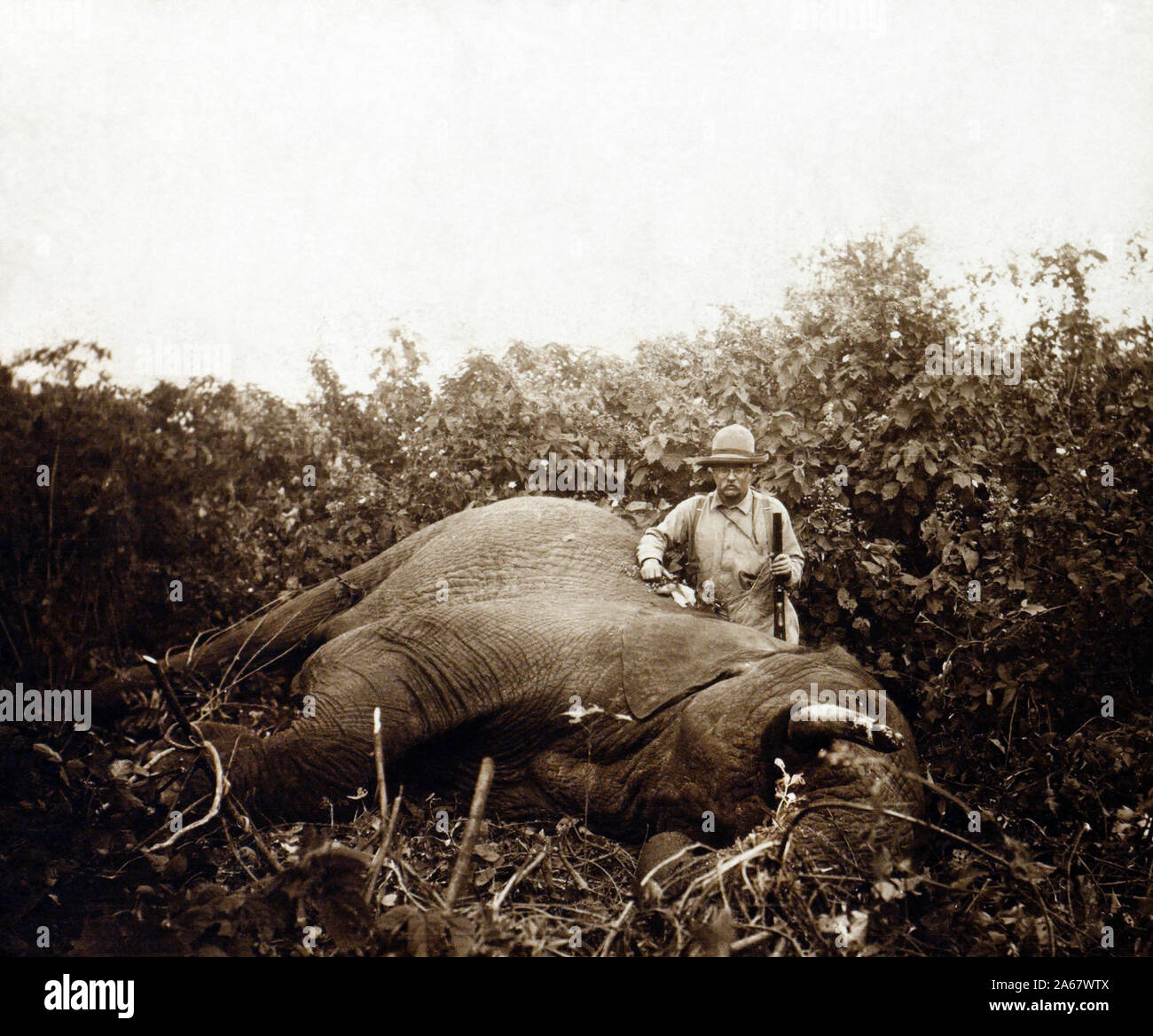 Theodore Roosevelt African Safari Theodore Roosevelt And A Great