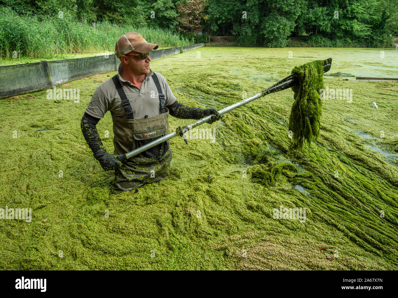 Specialist water management operators clearing the toxic algae from ...