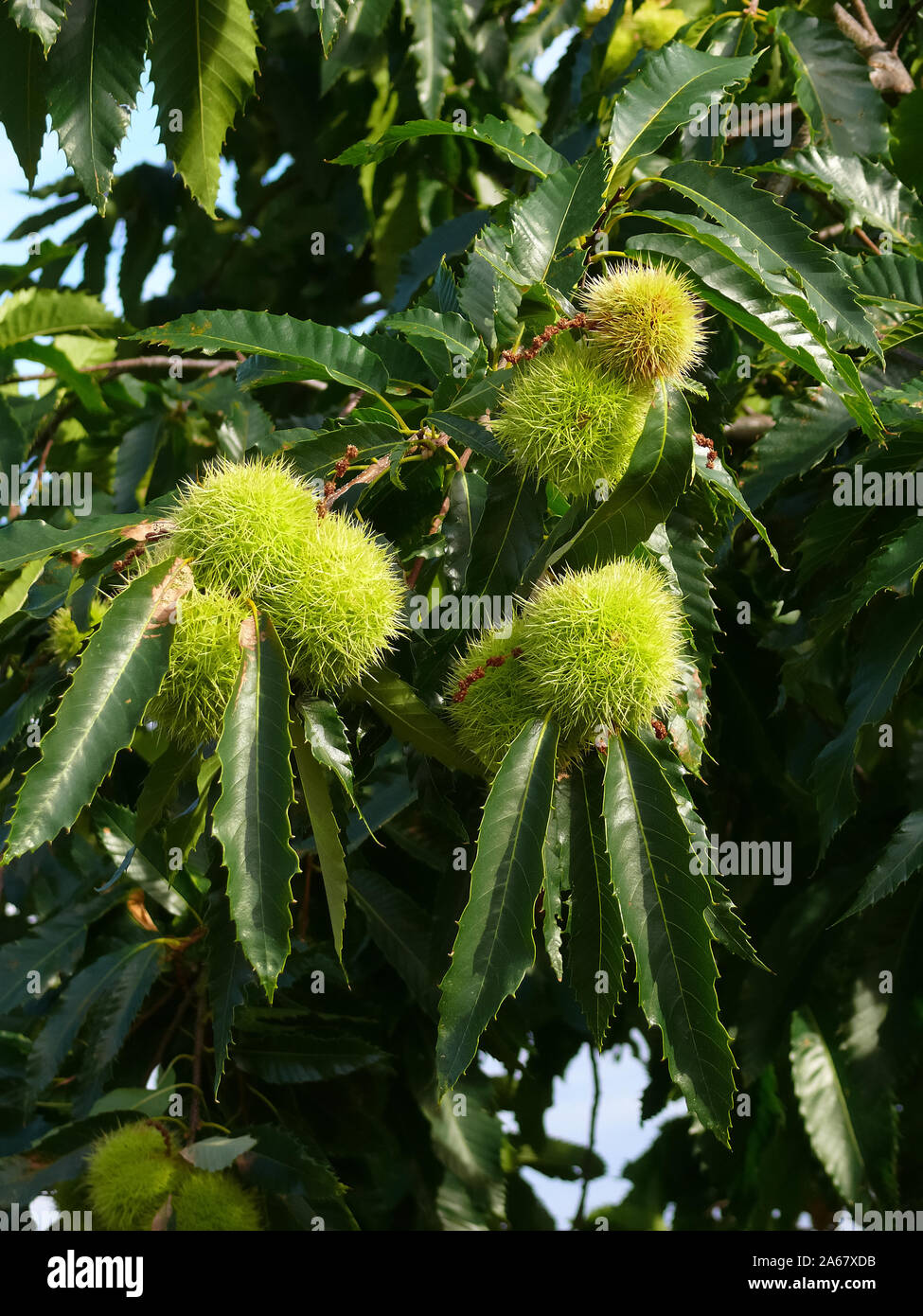 sweet chestnut, Spanish chestnut or just chestnut, Edelkastanie ...