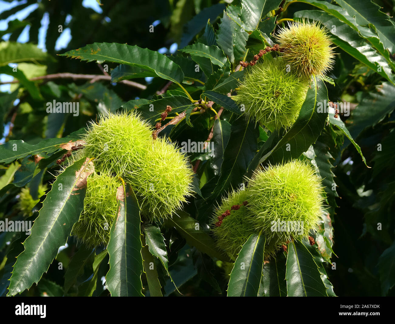sweet chestnut, Spanish chestnut or just chestnut, Edelkastanie ...