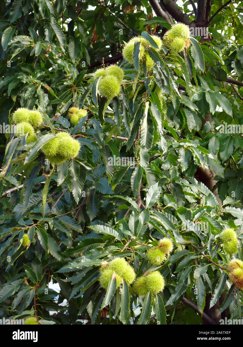 sweet chestnut, Spanish chestnut or just chestnut, Edelkastanie ...
