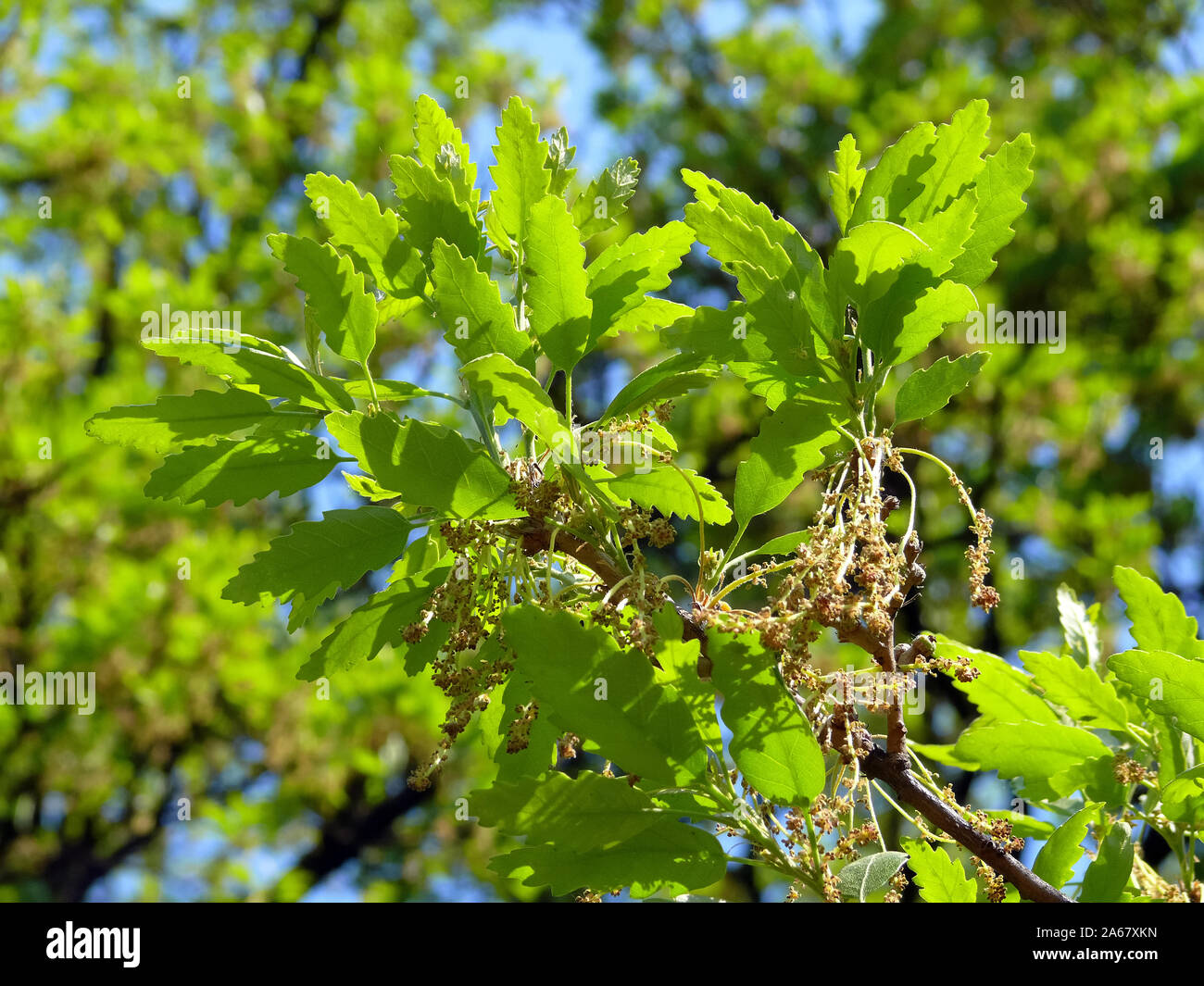 Turkey oak or Austrian oak, Zerreiche, Quercus cerris, csertölgy Stock ...
