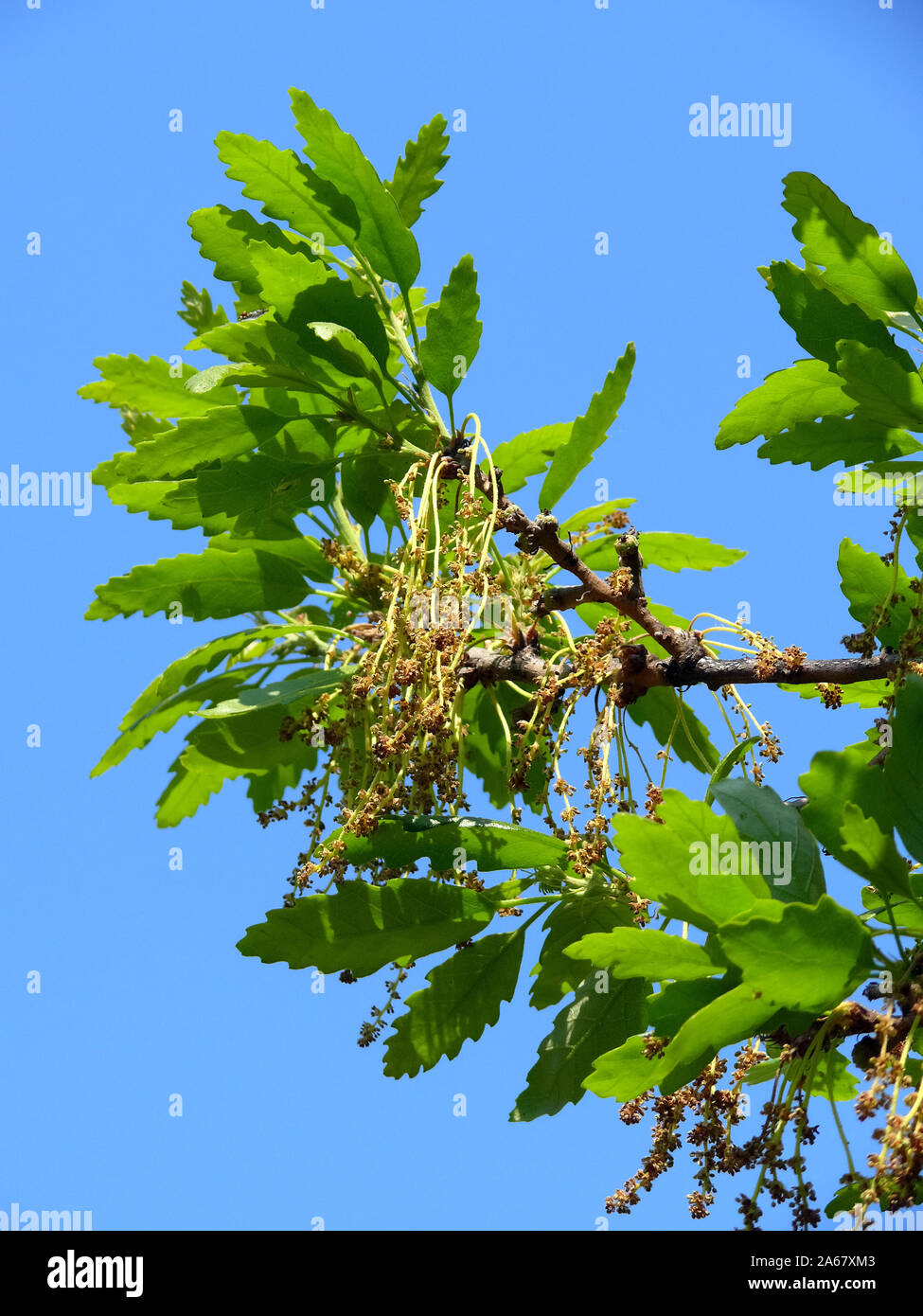 Turkey oak or Austrian oak, Zerreiche, Quercus cerris, csertölgy Stock ...