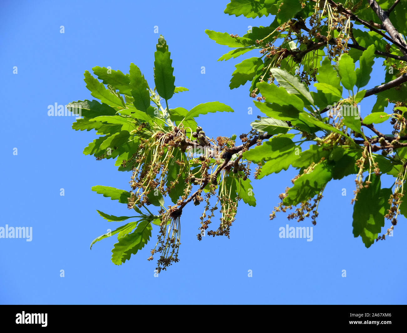 Turkey oak or Austrian oak, Zerreiche, Quercus cerris, csertölgy Stock ...