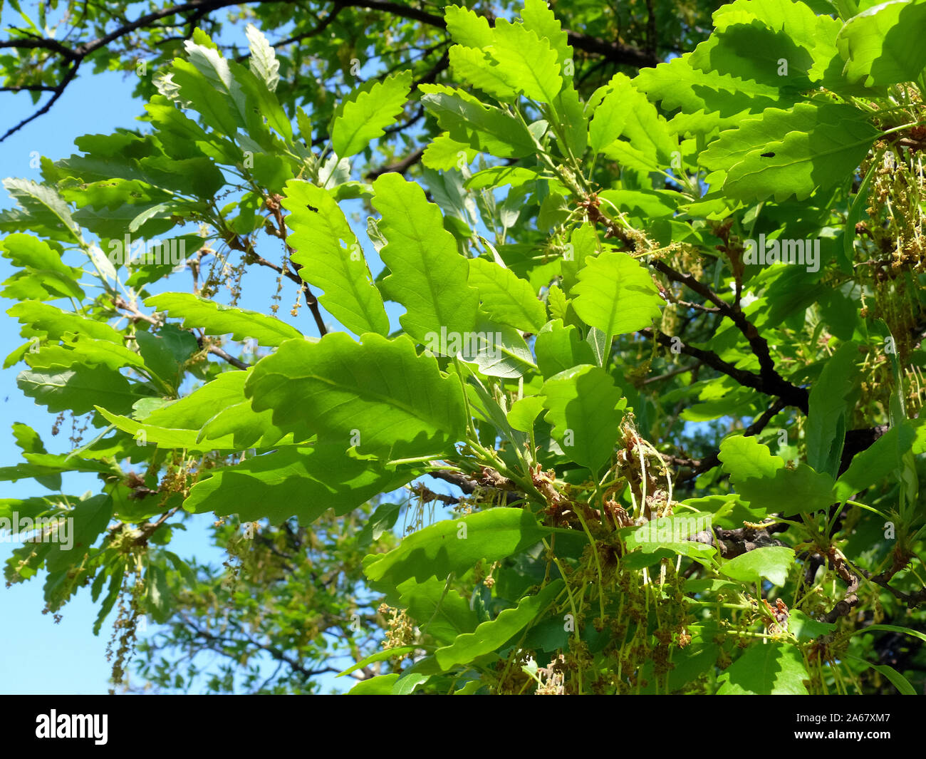 Turkey oak or Austrian oak, Zerreiche, Quercus cerris, csertölgy Stock ...