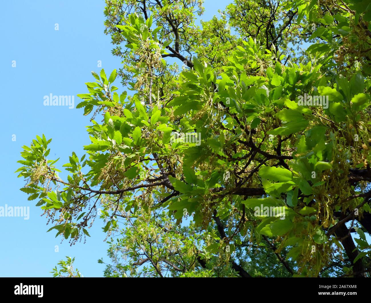 Oak quercus cerris fagaceae hi-res stock photography and images - Alamy