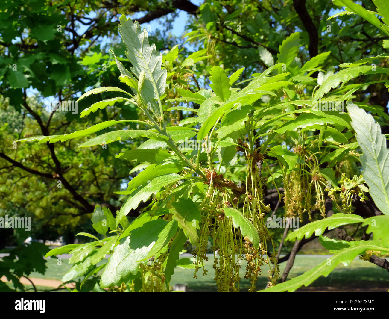 Turkey oak or Austrian oak, Zerreiche, Quercus cerris, csertölgy Stock ...