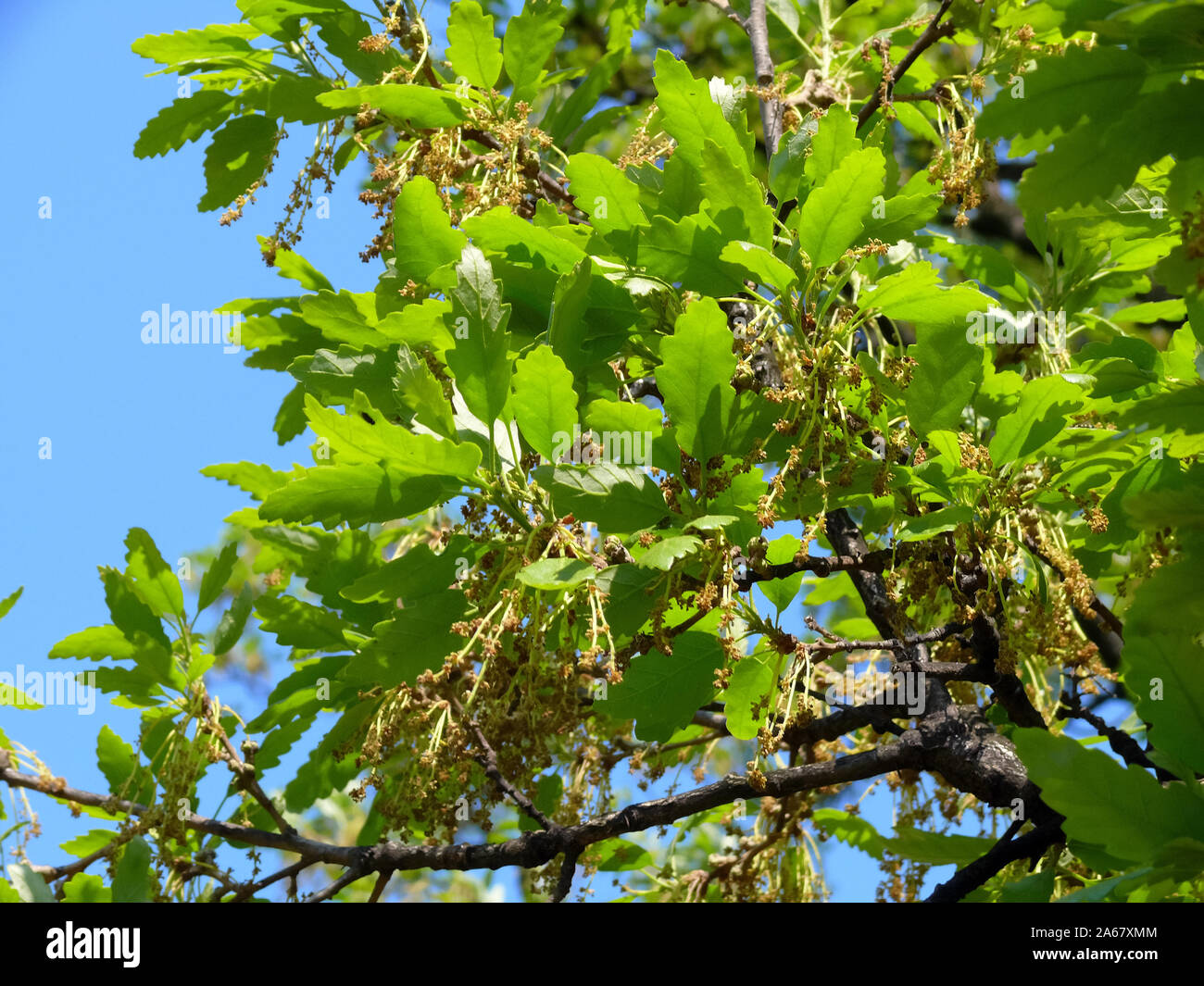 Turkey oak or Austrian oak, Zerreiche, Quercus cerris, csertölgy Stock ...