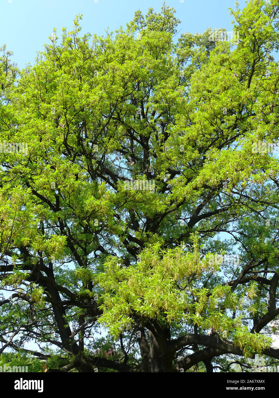 Turkey oak or Austrian oak, Zerreiche, Quercus cerris, csertölgy Stock ...