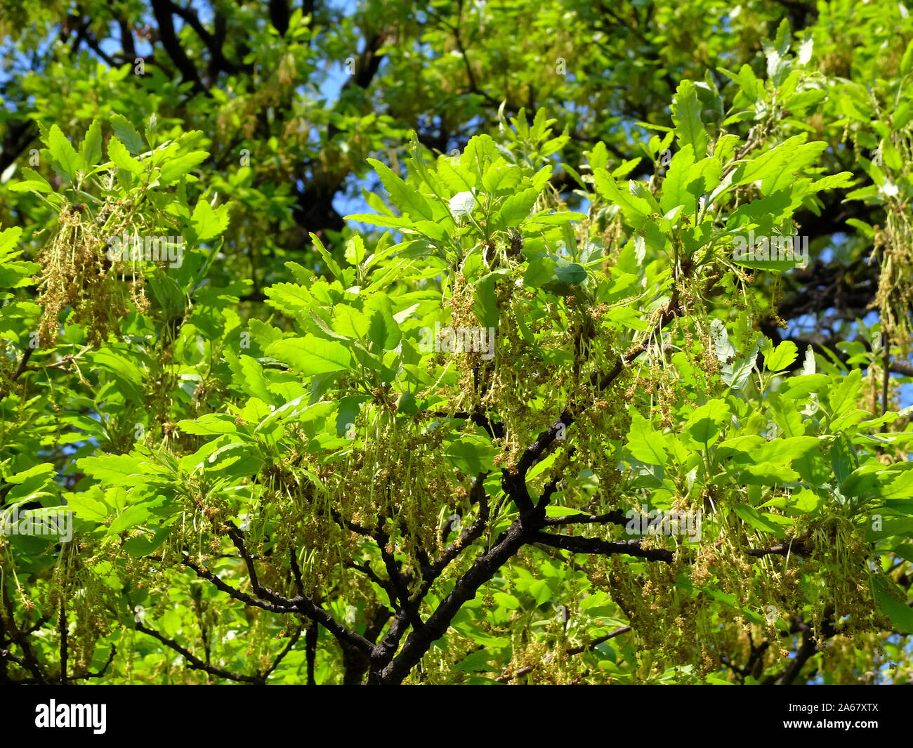Turkey oak or Austrian oak, Zerreiche, Quercus cerris, csertölgy Stock ...