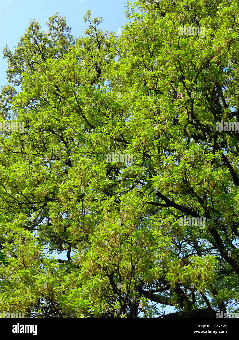 Turkey oak or Austrian oak, Zerreiche, Quercus cerris, csertölgy Stock ...