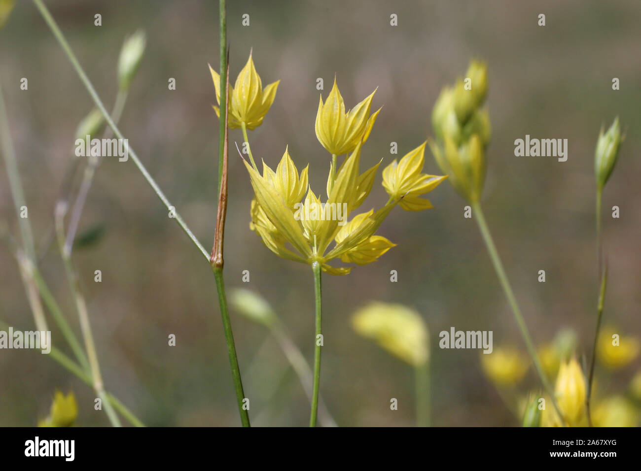 Bupleurum hi-res stock photography and images - Alamy