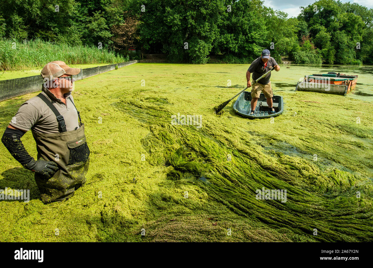 Specialist water management operators clearing the toxic algae from ...