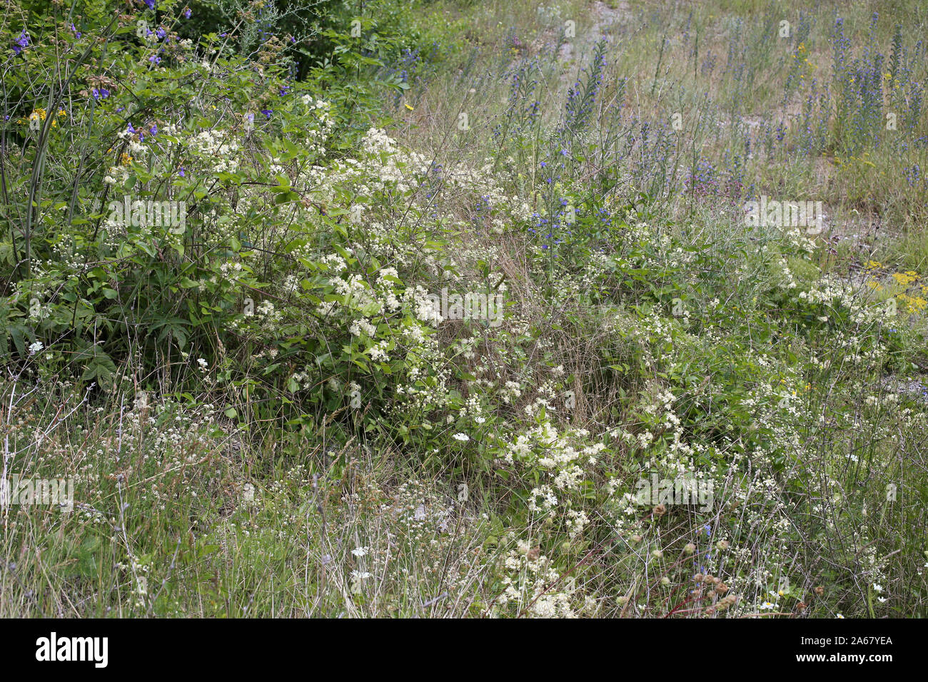 Clematis vitalba hi-res stock photography and images - Alamy