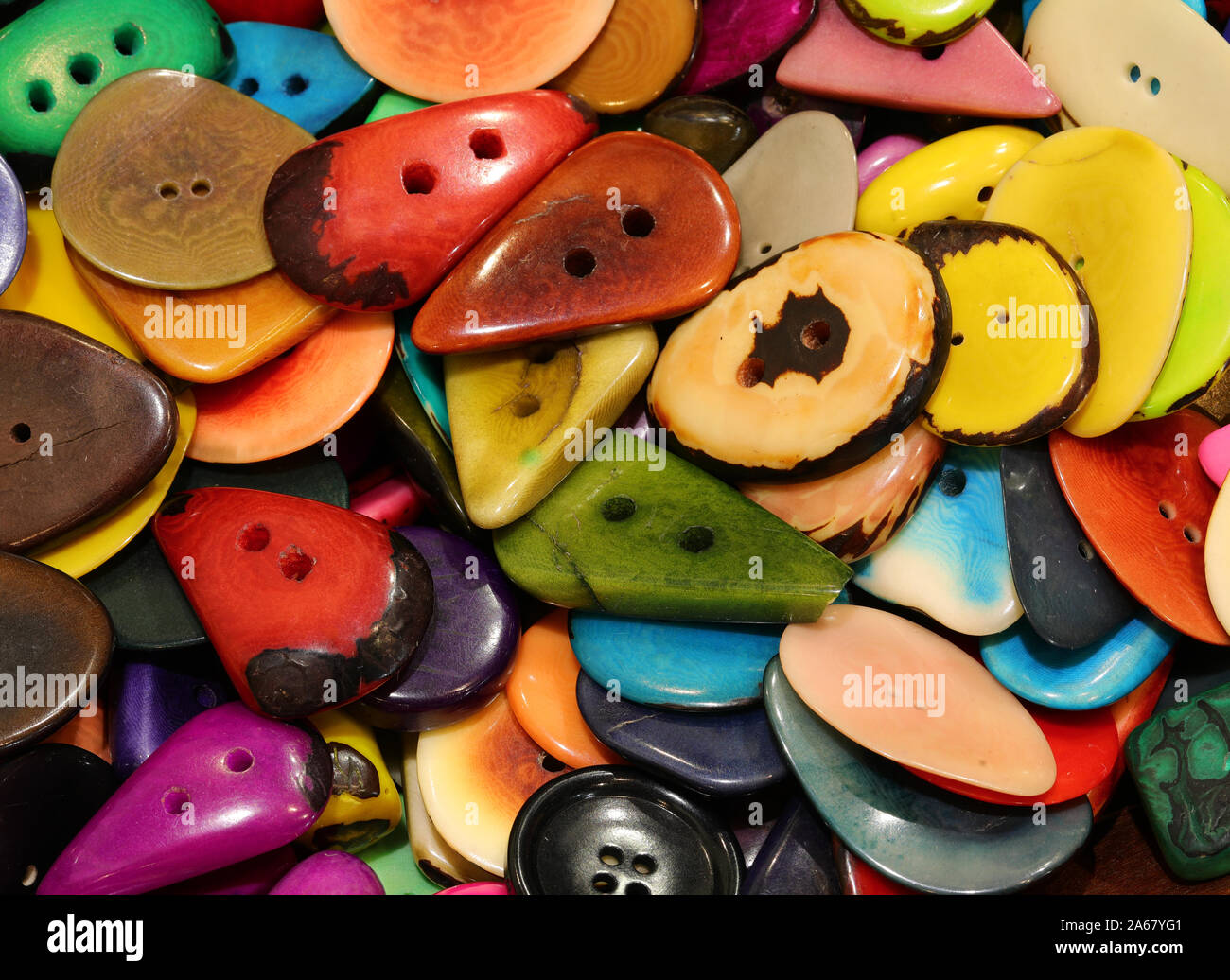 Ivory palm seed hi-res stock photography and images - Alamy