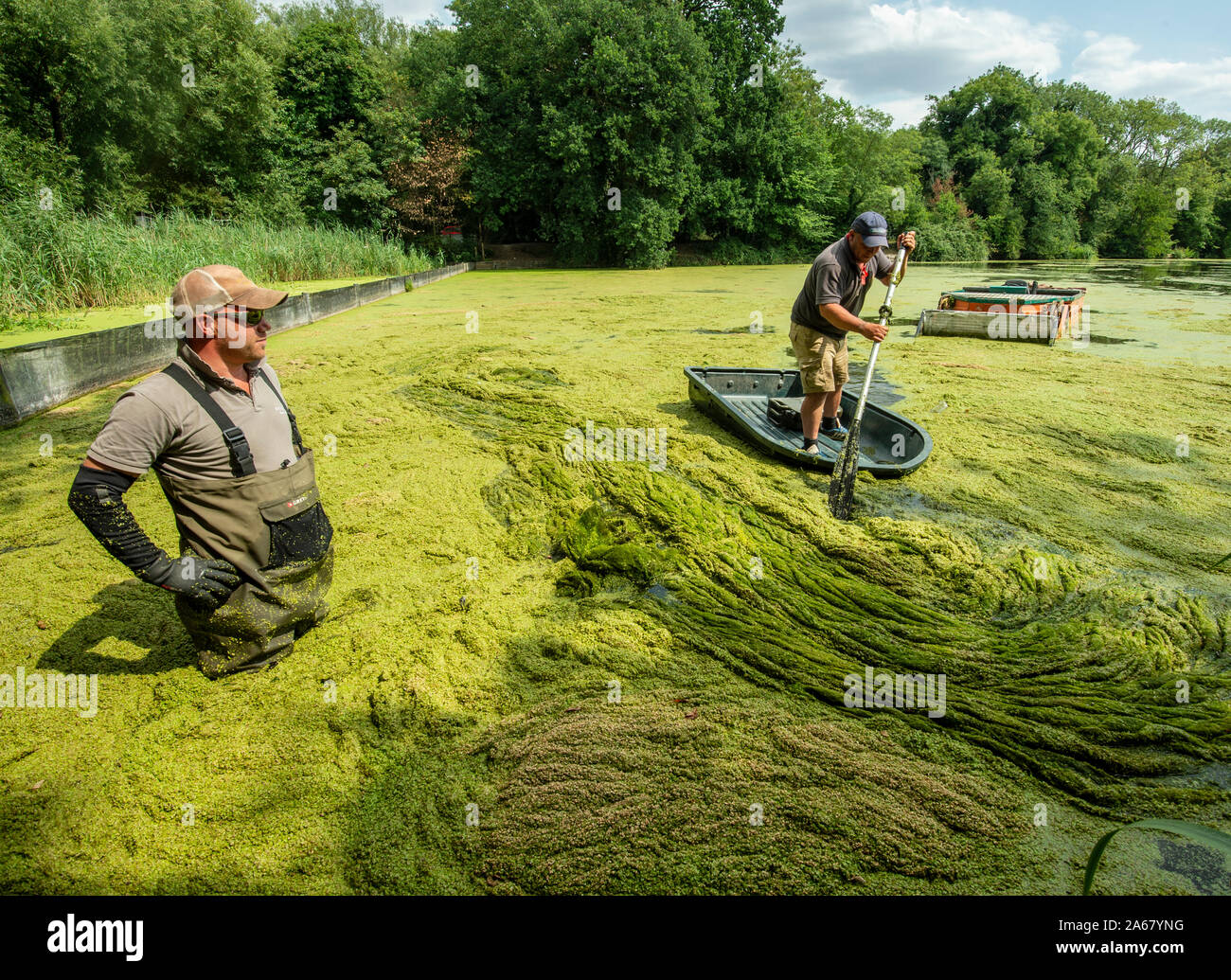 Specialist water management operators clearing the toxic algae from ...