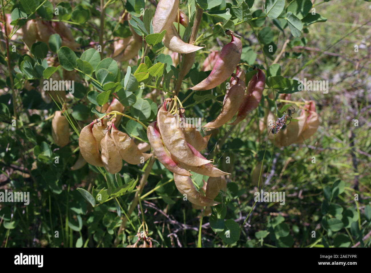 Colutea arborescens - wild flower Stock Photo - Alamy