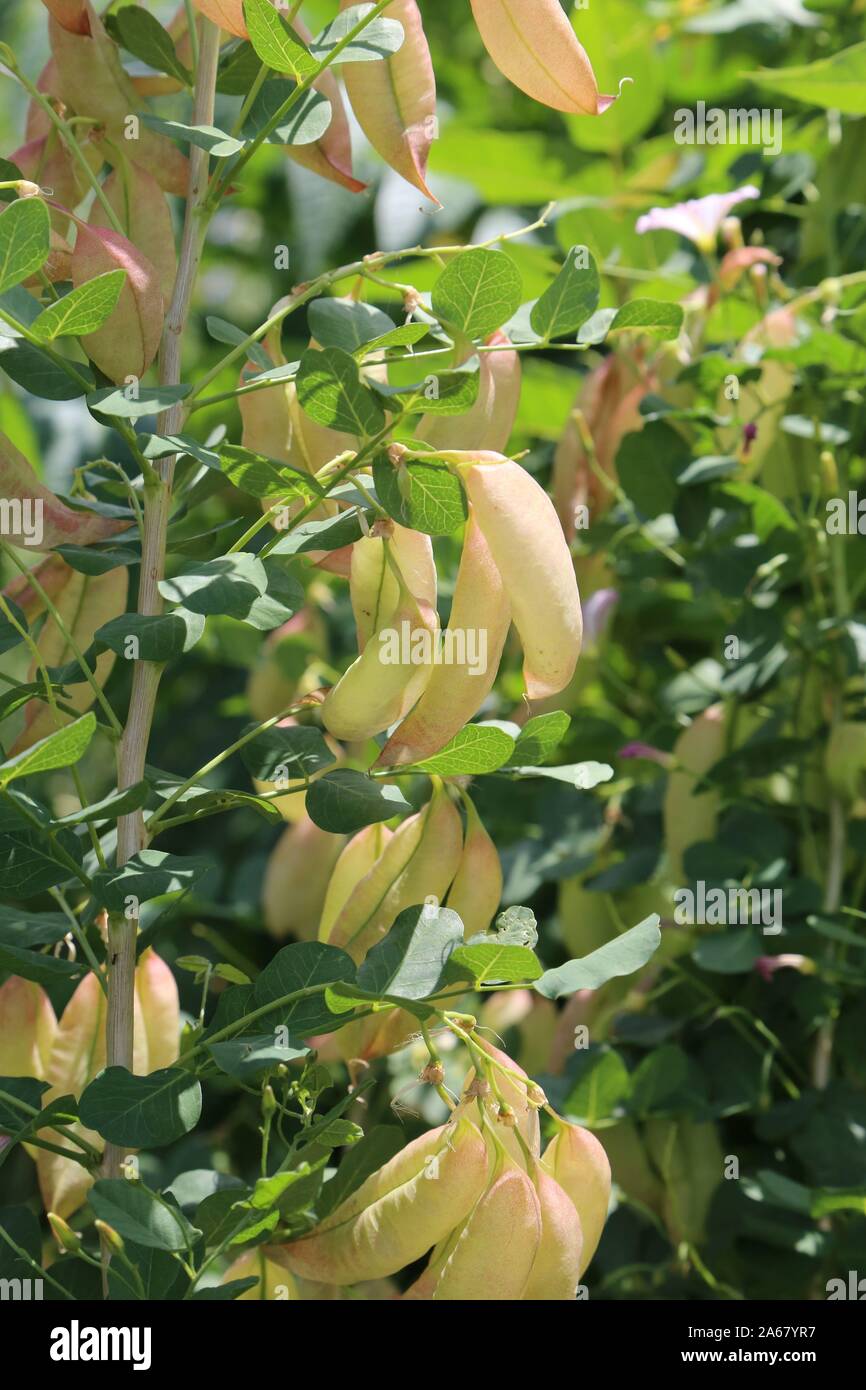 Colutea arborescens - wild flower Stock Photo - Alamy